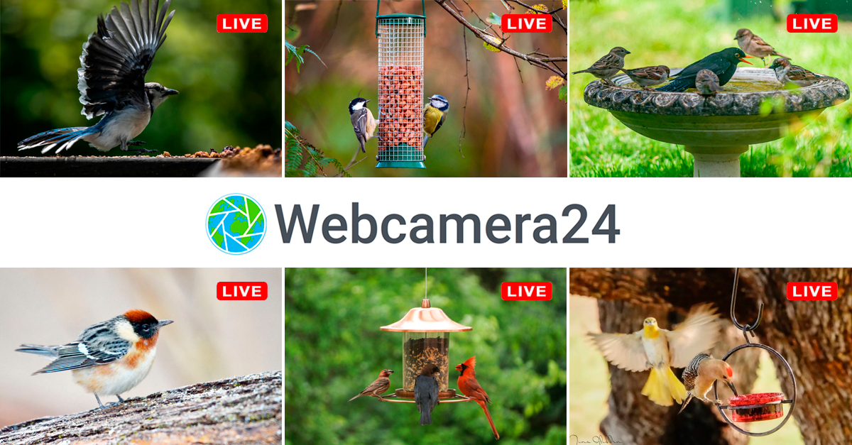 Live webcams birds watch online ️ Webcamera24